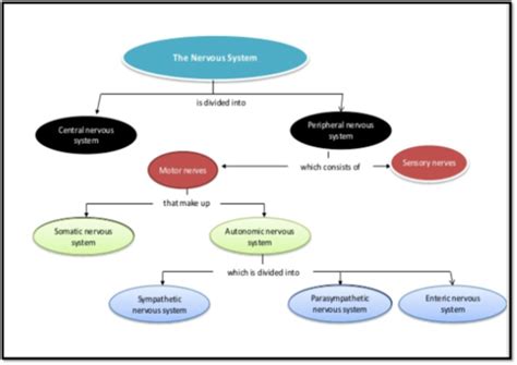 Lecture 7a Autonomic Nervous System Part I Flashcards Quizlet