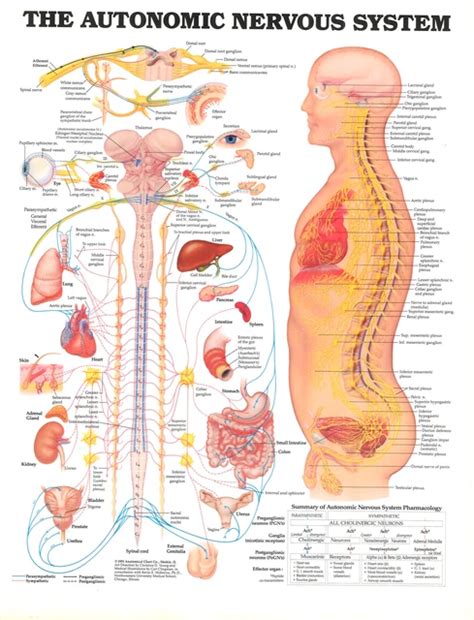 Autonomic Nervous System Chart Poster
