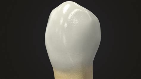 3d Human Teeth Lower Second Premolar Model 3d Models For