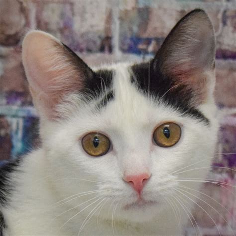 Wendolene Animal House Shelter