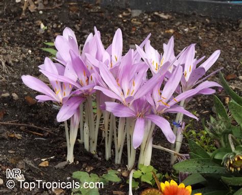 Colchicum Sp Autumn Crocus Top Tropicals Plant Encyclopedia