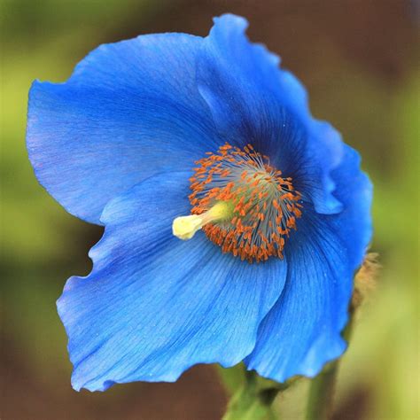 Buy Himalayan Blue Poppy Syn Meconopsis Betonicifolia Meconopsis Baileyi