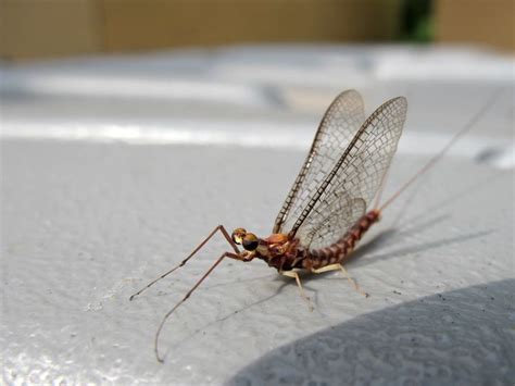 When Will The Mayflies Arrive Michigan Sea Grant