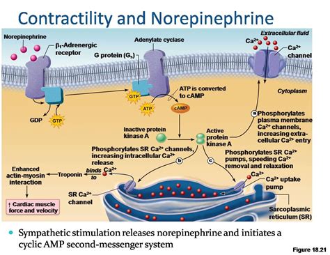 Norepinephrine In Dental Local Anesthesia At Murray Brock Blog