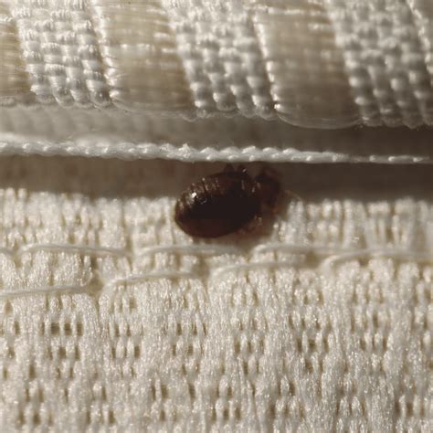 How To Get Rid Of Bedbugs Step By Step Guide