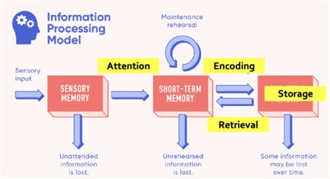 Memory Flashcards Quizlet