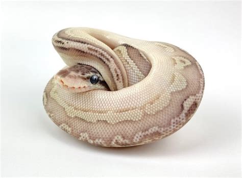Pastel Odyb Lesser Bongo Ball Python By Bravo Zulu Ball Pythons