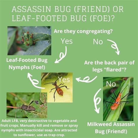 Lsu Agcenter An Assassin Bug Is A Beneficial Garden Facebook