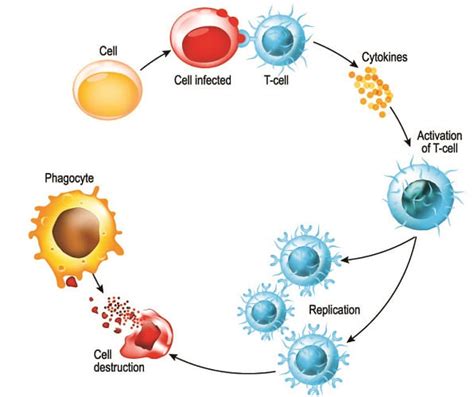 T Lymphocytes Diagram