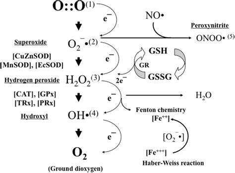 Oxygen 1 Is Stepwise Reduced By Just One Electron Leading To The Download Scientific Diagram