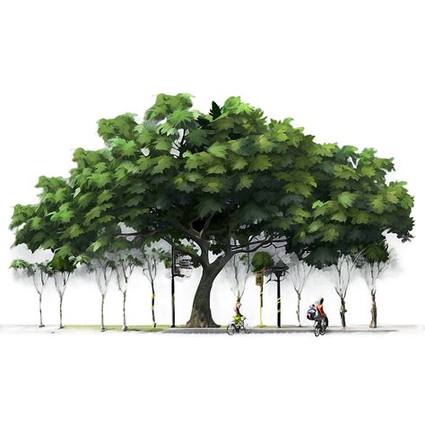 Download Urban Tree Planning Png 55