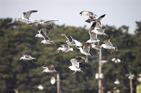 무리지어 날고 있는 갈매기 유토이미지 상세페이지 베이직샵 사진 20921846