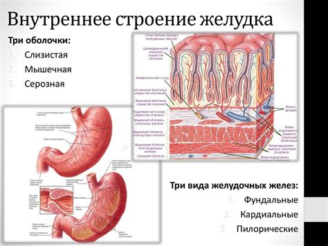 Пищевод Желудок Тонкая кишка Хирургическая анатомия лимфоотток