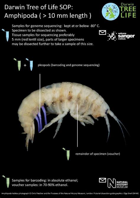 Isopoda Isopoda Download Scientific Diagram