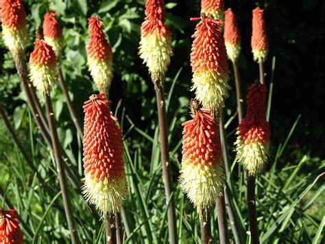 Torch Lily Photograph By Robert Gebbie Pixels