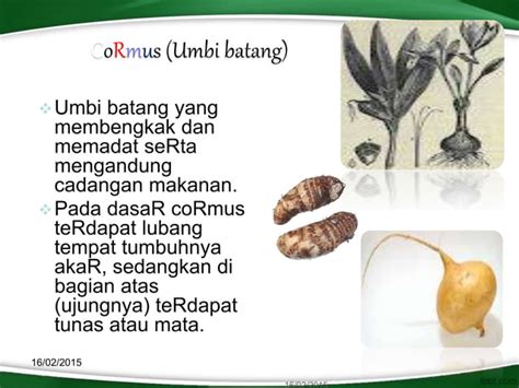 Bulbus Cormus Tuber Caulis Lignum Pptx