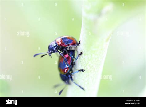 Mating Bugs Hi Res Stock Photography And Images Alamy