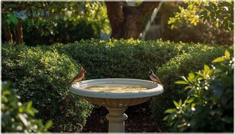 Why Birds Are Not Using My Bird Bath And How To Fix It