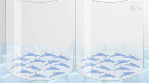 Vídeo Um Ensaio Baseado Em Fluorescência In Vitro Para Medir A Eficiência De Resselamento Da