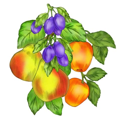 Натюрморт акварель фрукты векторна графіка зображення Натюрморт акварель фрукты малюнки