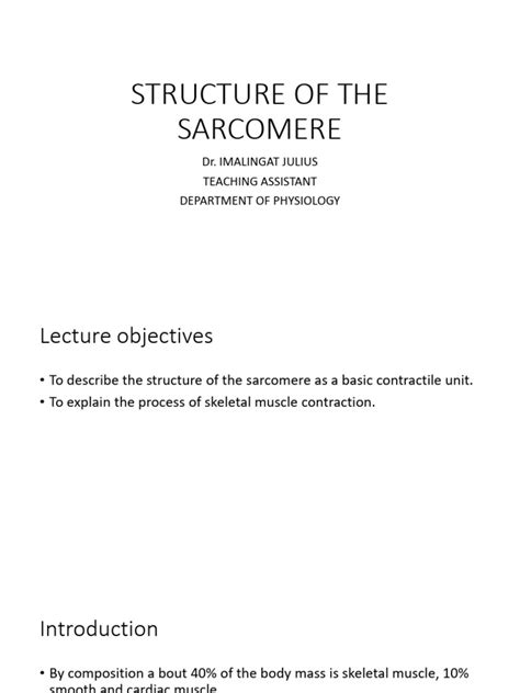 Structure Of The Sarcomere Pdf Actin Muscle Contraction