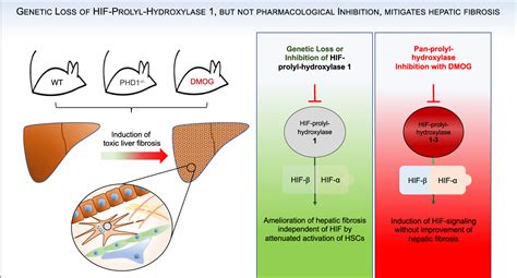 Genetic Loss Of Hif Prolyl Hydroxylase 1 But Not Pharmacological