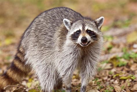 Raccoon Foraging For Food Photograph By Bob Gibbons Fine Art America