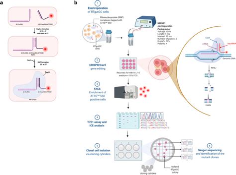 Oncorhynchus Mykiss Gene Editing Lifeasible