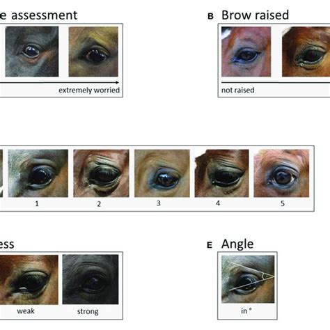 Eye Wrinkle Assessment Scale Adapted From 1 A Qualitative