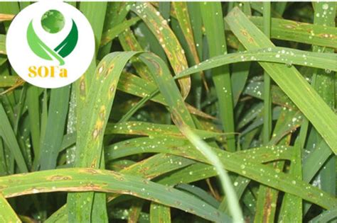 7 Loại Bệnh Hại Trên Cây Lúa Phổ Biến Và Cách Xử Lý