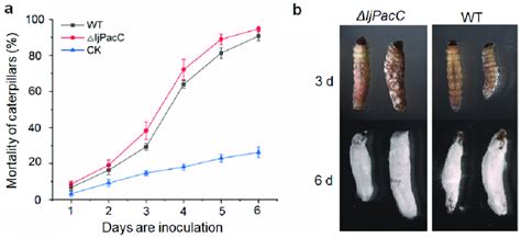 Virulence Of The Δijpacc Mutant And Wild Type Strains Of I Javanica On
