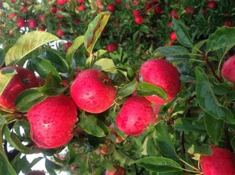 Red Apple Benefits The Health Benefits Of Eating A Red Apple HubPages