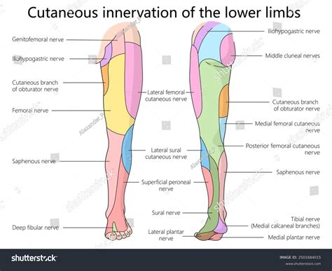 Cutaneous Nerve Innervation Lower Limbs Highlighting Stock Vector Royalty Free 2501684015