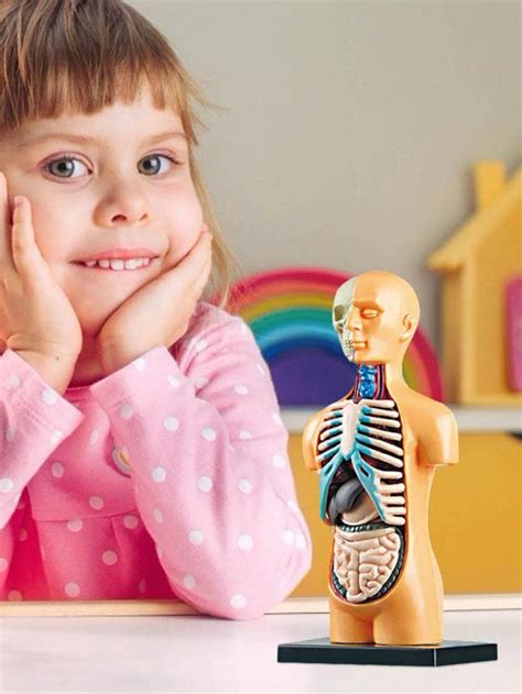 Buy Human Torso Body Model Anatomy Anatomical Medical Internal Organs