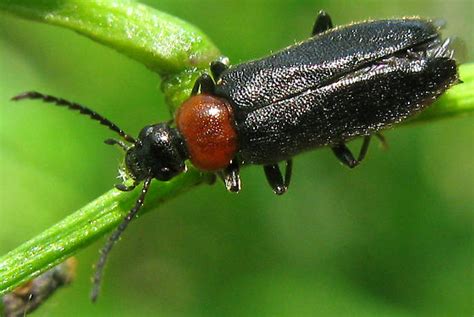 Fire Colored Beetle Pedilus Bugguide Net