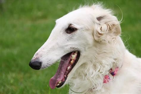 Cachorros De Focinho Longo Confira 10 Raças Principais