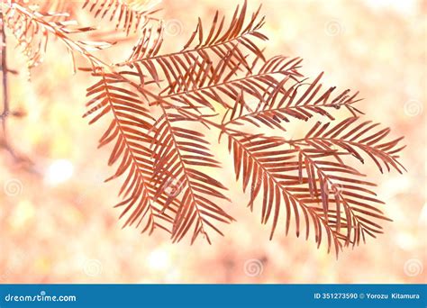 Dawn Redwood Metasequoia Glyptostroboides Leaf Stock Photo