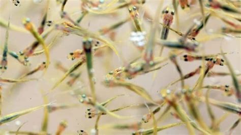 Protected Sex Grouper Mating Calls In Marine Managed Areas Researchers Deploy Autonomous