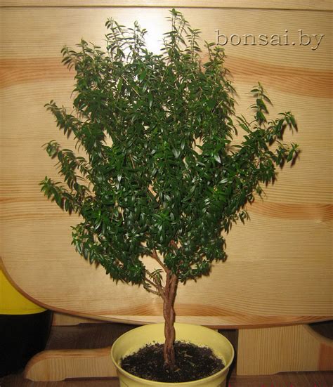 Мирт (Myrtus) — Цветы в квартире