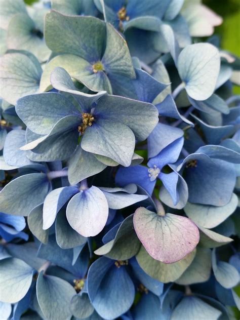 Vibrant Blue Hydrangeas With Green Leaves