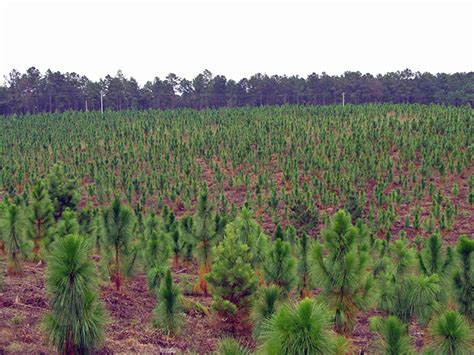 Conservation Reserve Program Fsa Program With Nrcs Technical Services