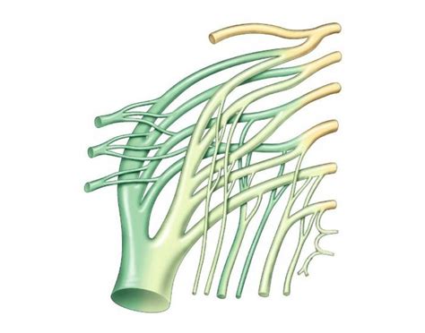 Lower Limb Plexus Quiz