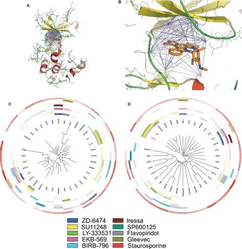 Correlation Between The Shapes Of The Kinase Atp Binding Pockets And