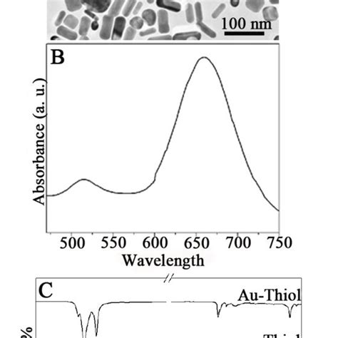 Characterization Of Surface Functionalized Gold Nanorods A Tem Image Download Scientific
