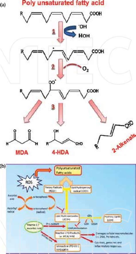 Schematic Presentation Of Ros Mediated Lipid Peroxidation Chain