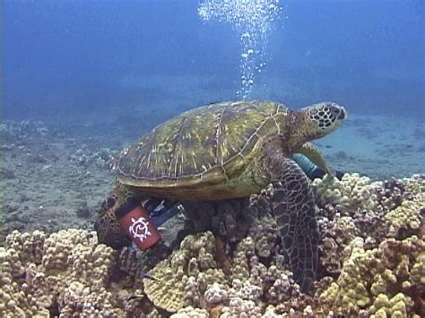 Honokowai Sea Turtles Summer Of Week