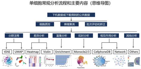 单细胞18 搞定单细胞拟时序分析 知乎