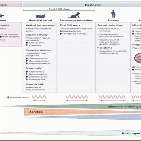 1 gut microbiome alteration from infancy to adulthood kundu et al