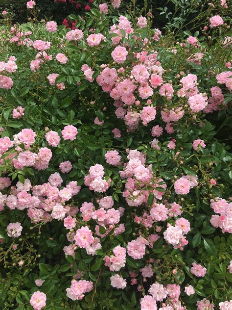 💳 გადახდა კურიერთან შეიძინე ძაღლის და კატის ღილაკიანი სავარცხელი 50 🔴