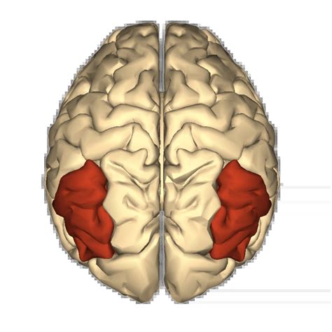 Angular Gyrus Night Speakers Wiki Fandom